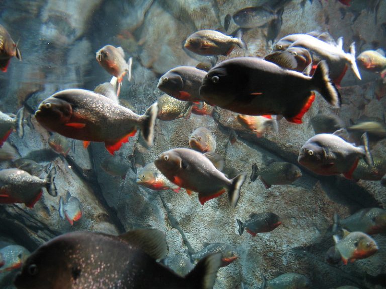 15 Facts About Georgia Aquarium And Its Underwater Wonders - Facts.net