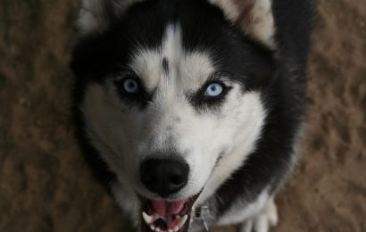 101 Interesting Siberian Husky Facts That Will Endear You - Facts.net