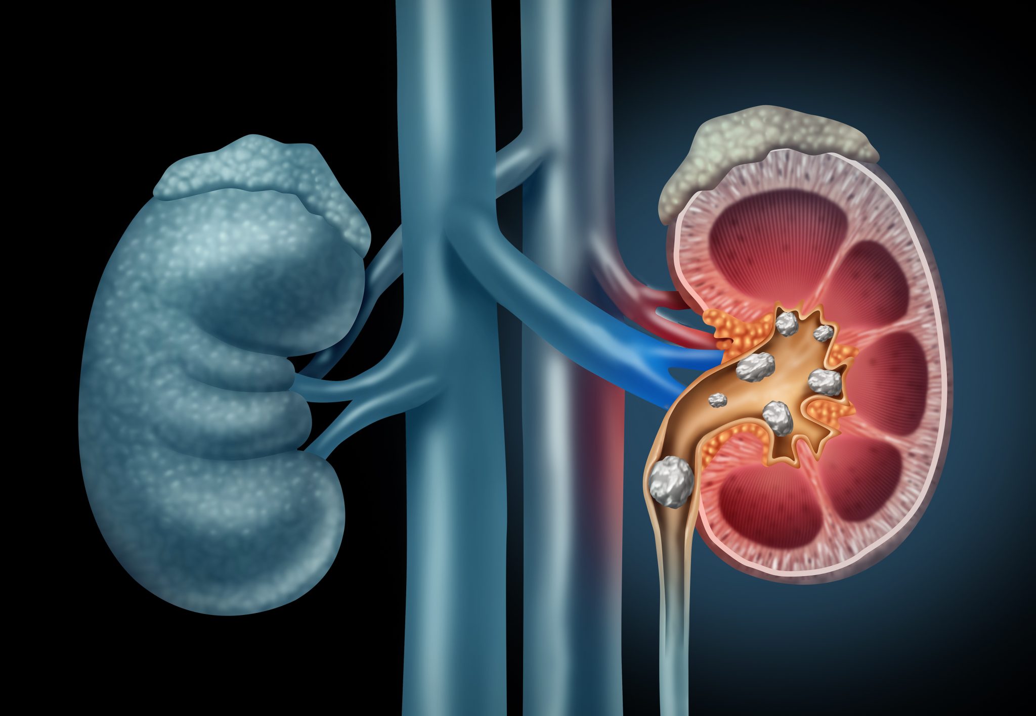 19 Urinary System Facts: Importance of the Body's Filtering and Waste ...