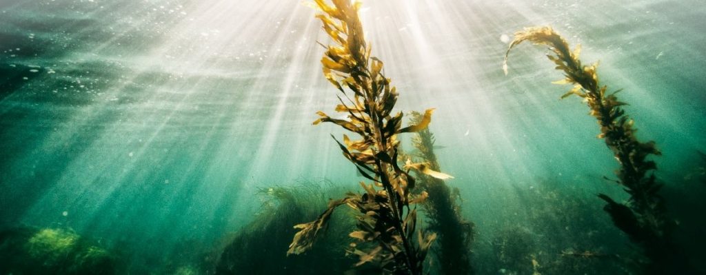 19 Seaweed Facts to Feed Your Curiosity - Facts.net