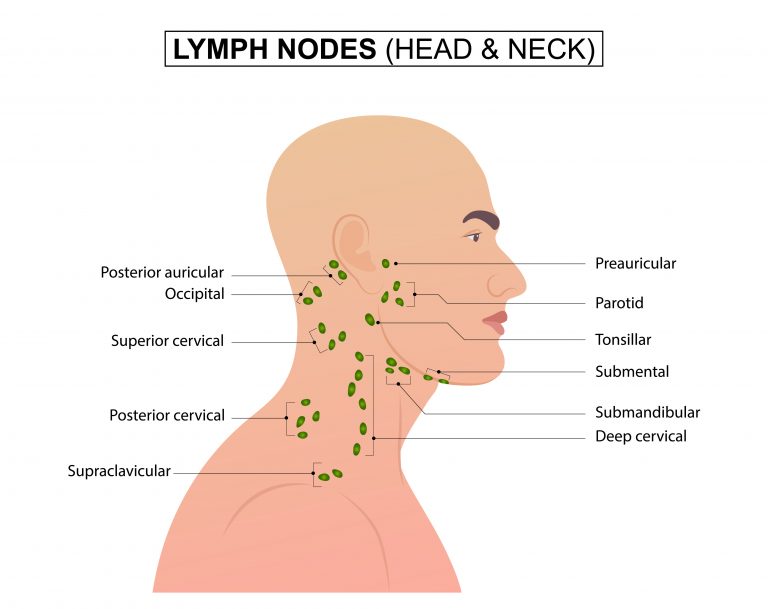 12 Lymphatic System Facts: Vital Functions of this Crucial Body System ...