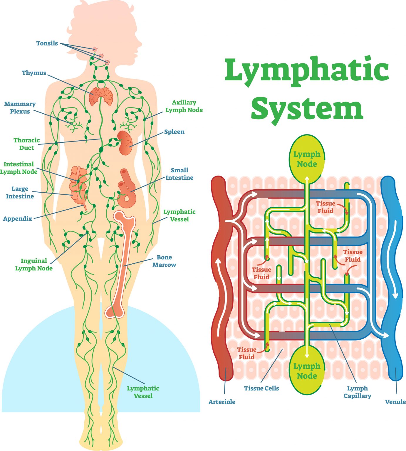12 Lymphatic System Facts: Vital Functions of this Crucial Body System ...