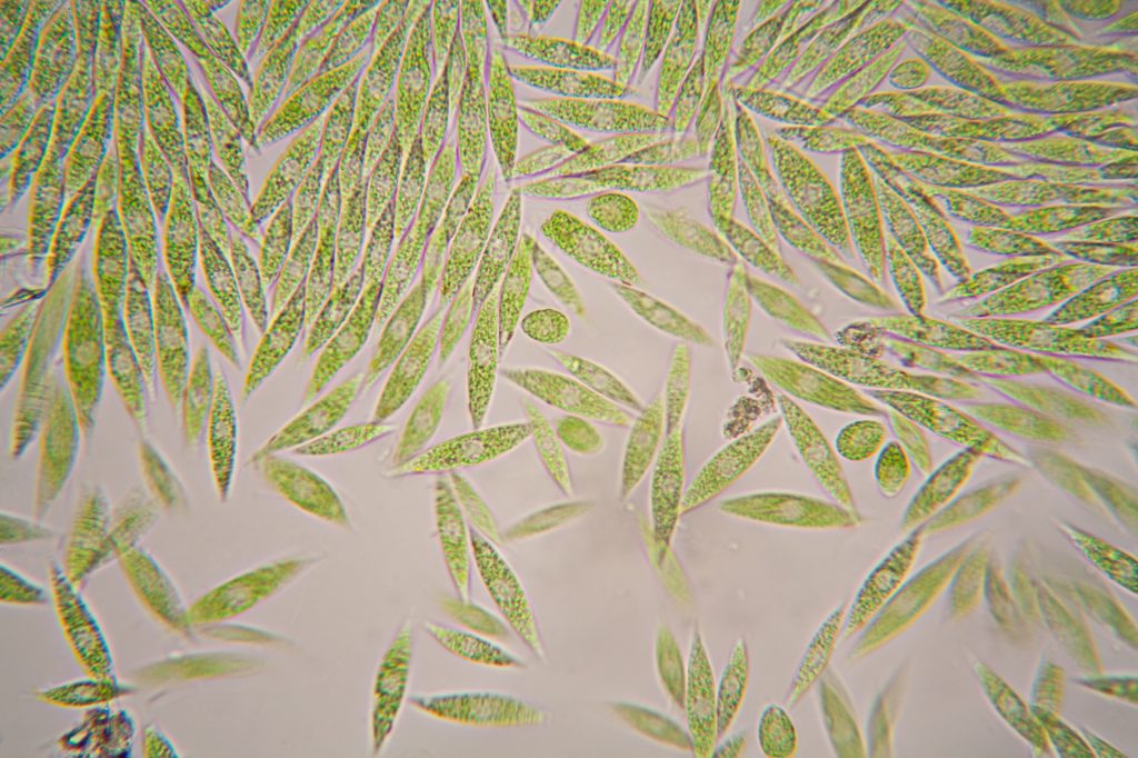 19 Fascinating Facts About Euglena: Exploring the Wonders of Nature ...