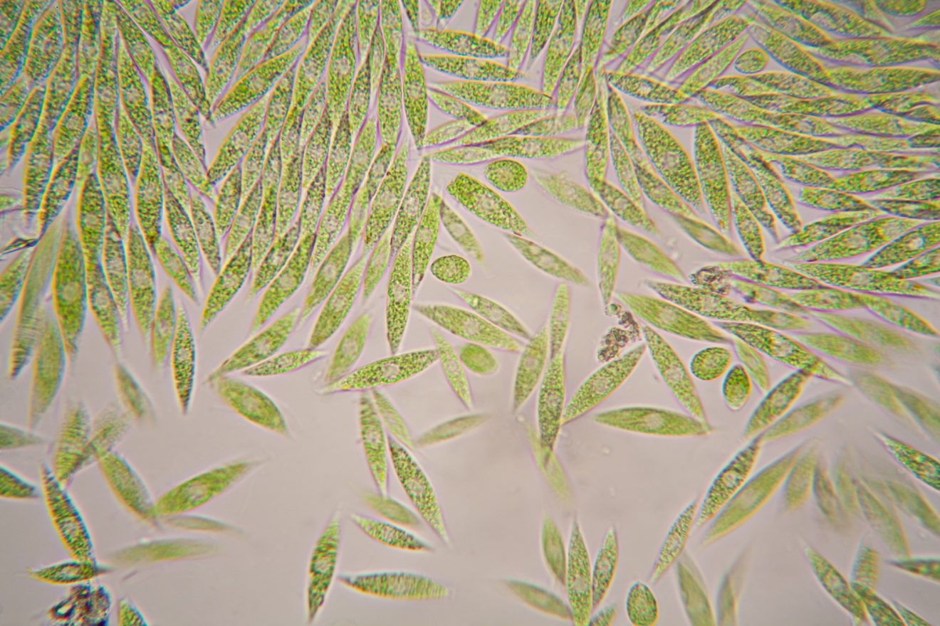 19 Fascinating Facts About Euglena: Exploring the Wonders of Nature ...