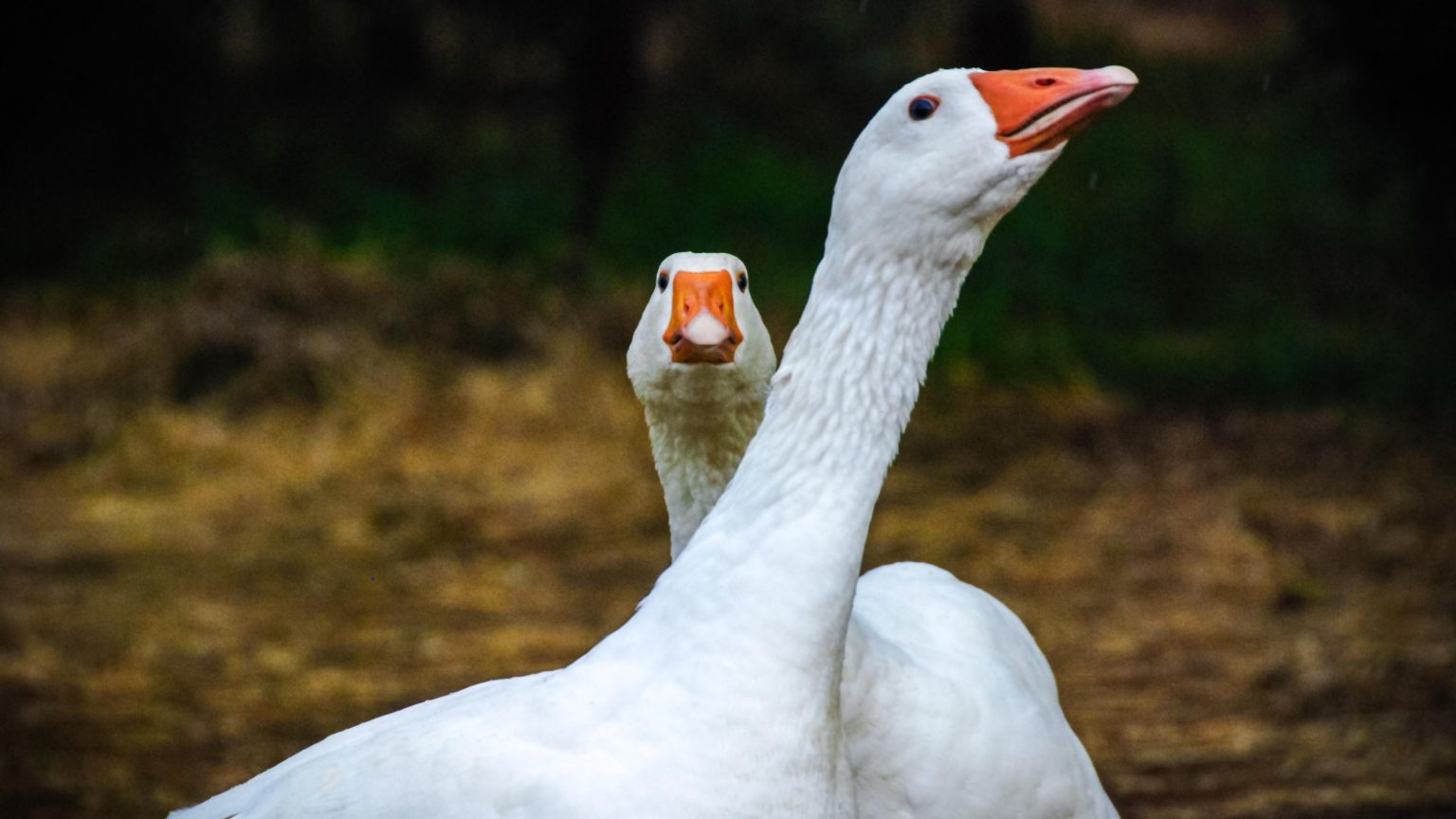 19 Fascinating Facts About Geese - Facts.net