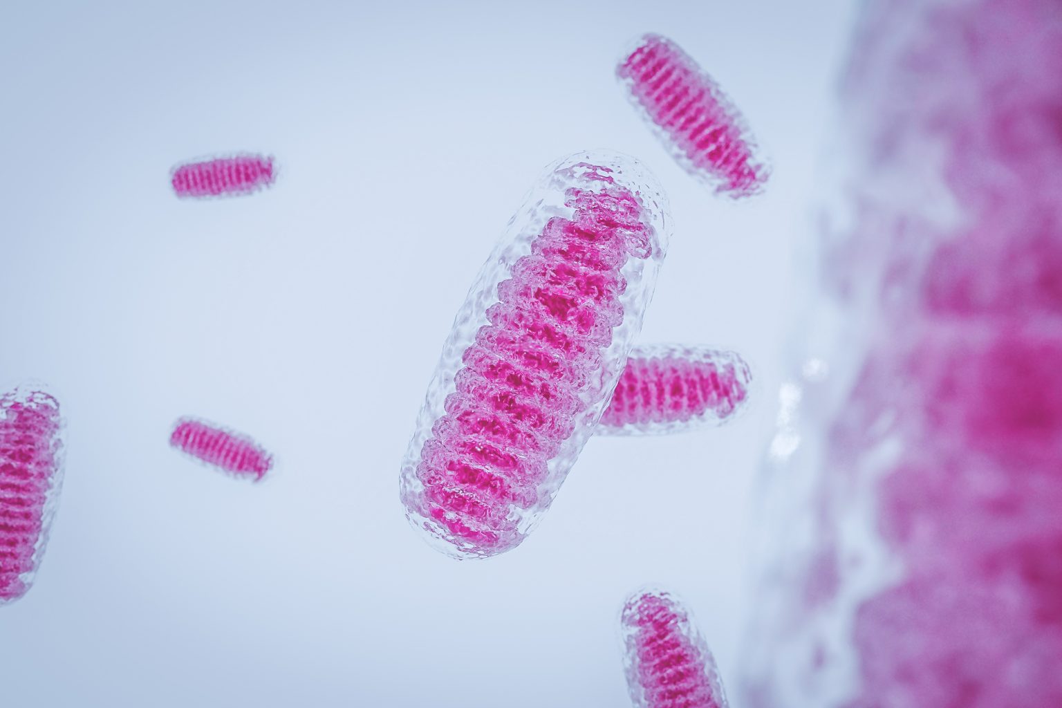 15 Facts About the Magic of Mitochondria - Facts.net