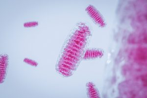 15 Facts About the Magic of Mitochondria - Facts.net