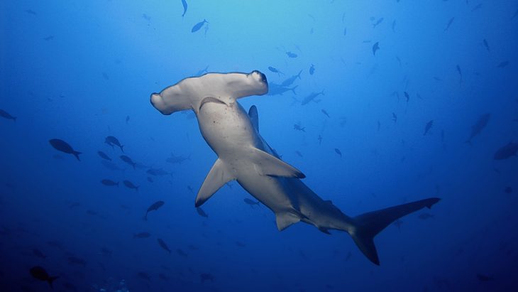 20 Hammerhead Shark Facts For Kids - Facts.net