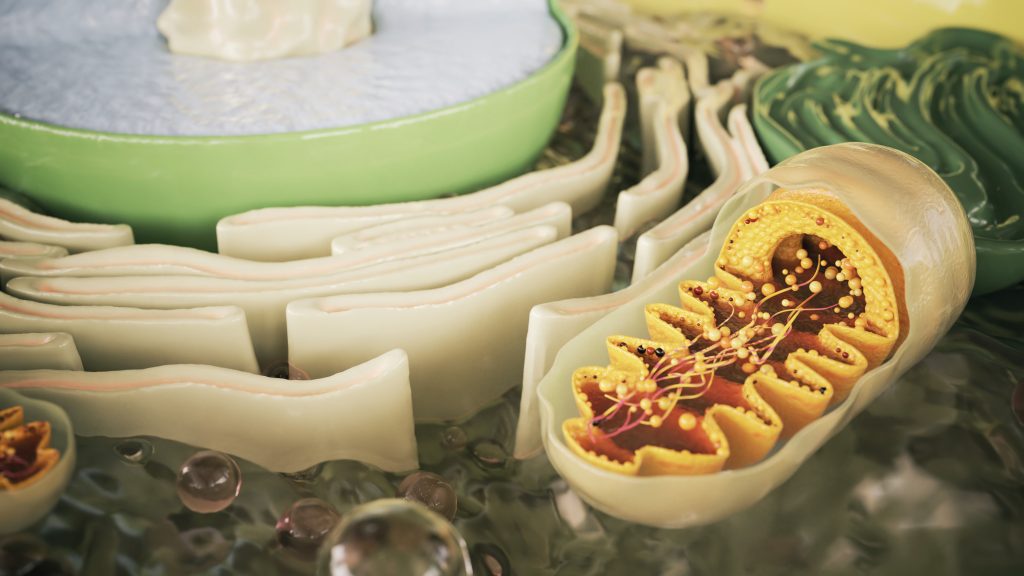 15 Facts About the Magic of Mitochondria - Facts.net