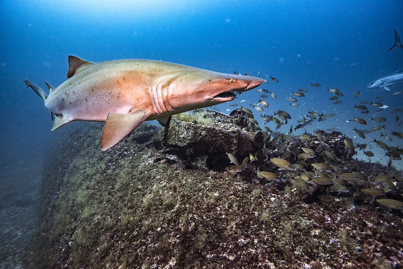 Tiger Sharks Eating Fish