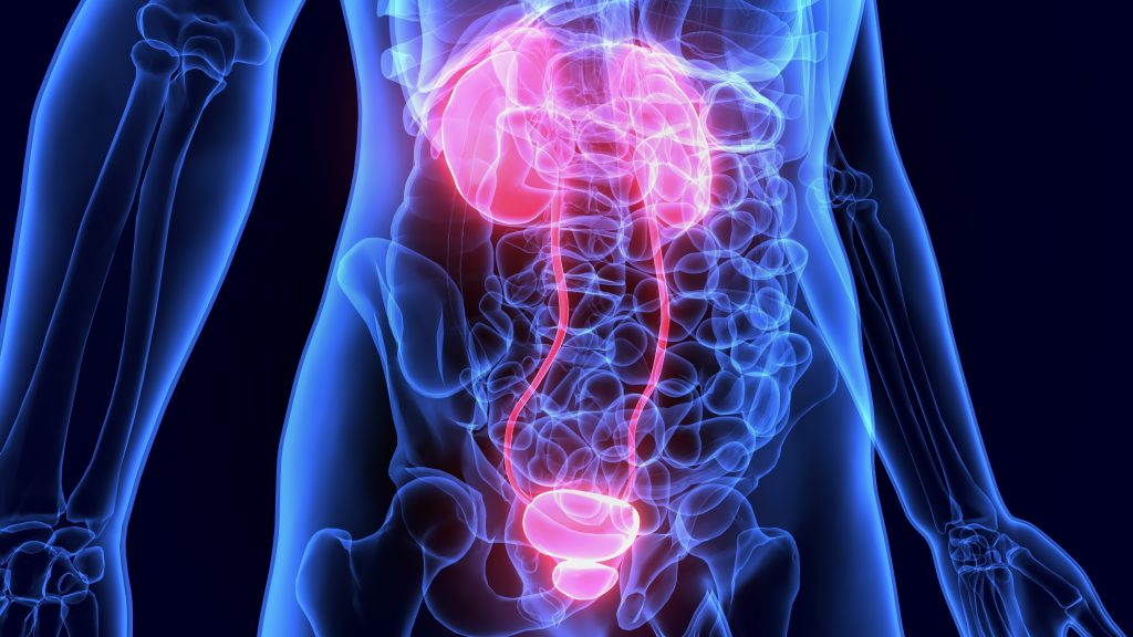 19 Urinary System Facts: Importance of the Body's Filtering and Waste ...