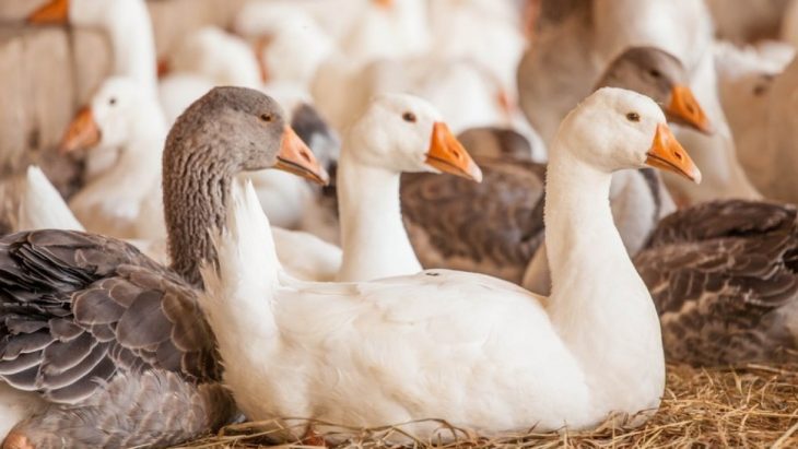 19 Fascinating Facts About Geese - Facts.net