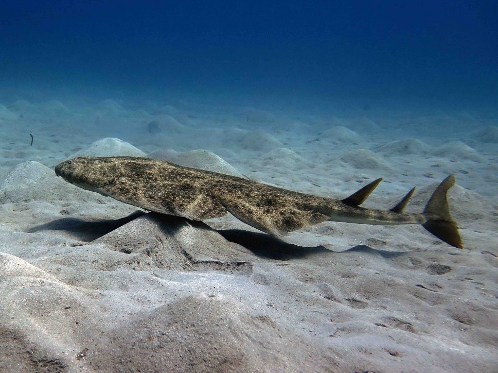 11 Angel Shark Facts - Facts.net