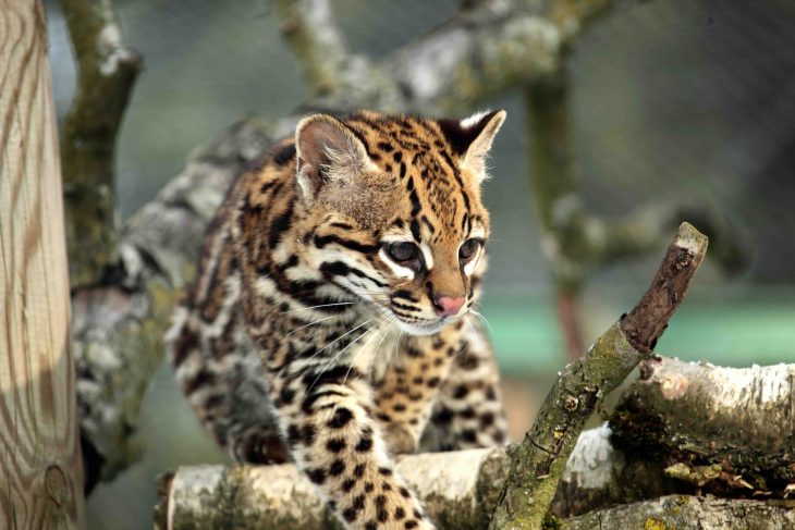 18 Fun Facts About Ocelets The Elusive Wild Cats - Facts.net