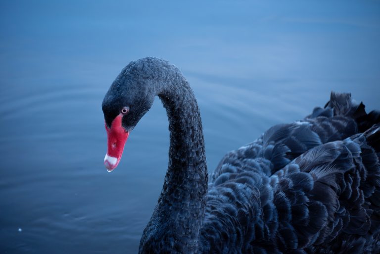 20 Swan Facts of These Majestic Water Birds - Facts.net