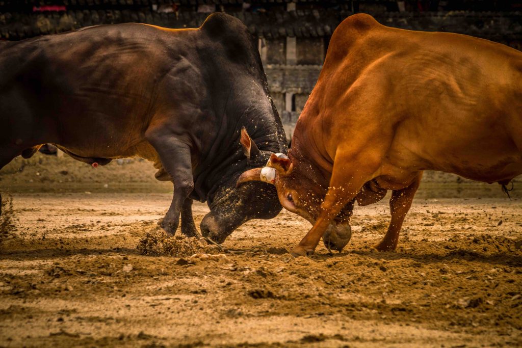 15 Facts About Bulls And Bullfighting - Facts.net