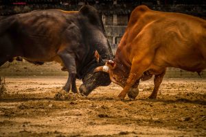 15 Facts About Bulls And Bullfighting - Facts.net
