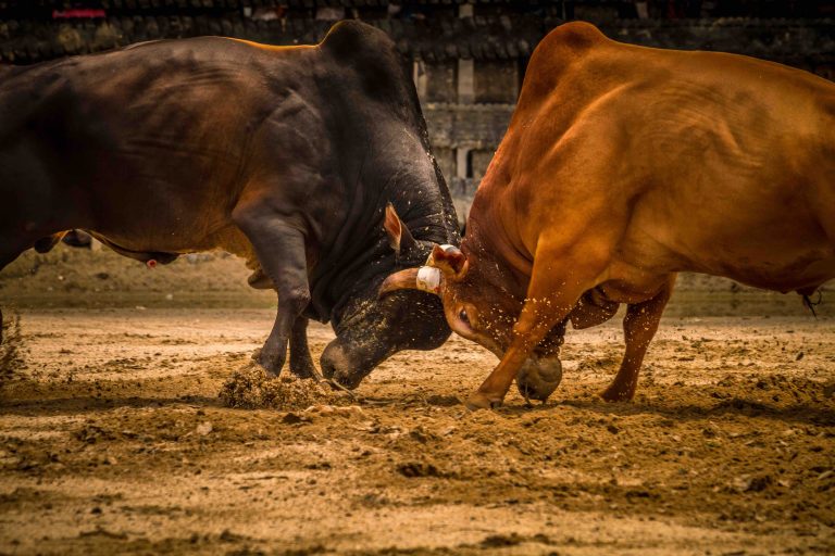 15 Facts About Bulls And Bullfighting - Facts.net