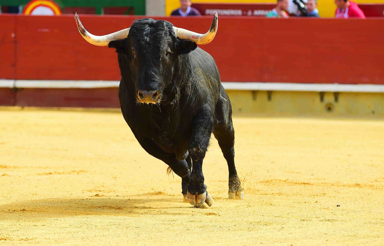 15 Facts About Bulls And Bullfighting - Facts.net