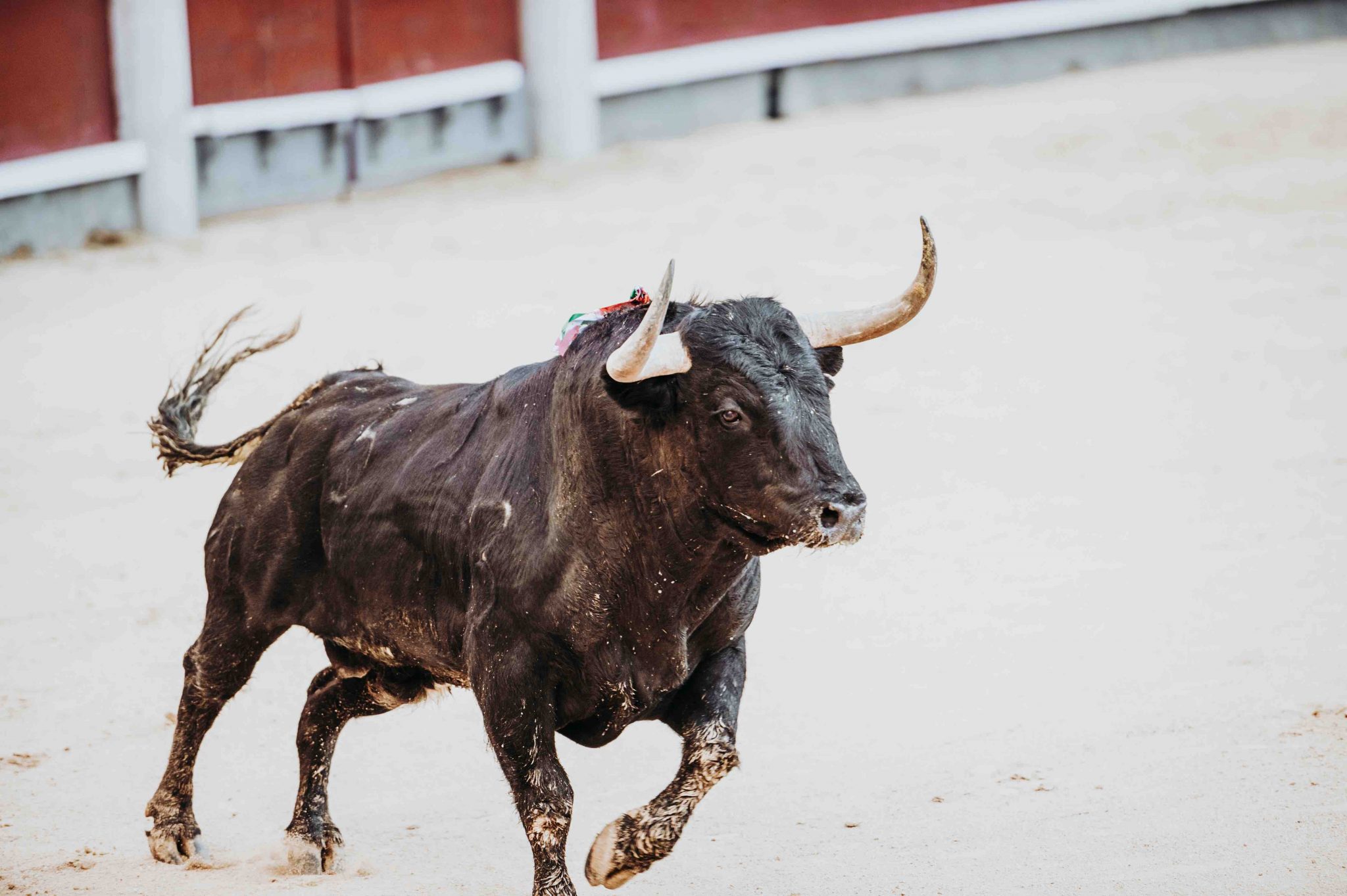 15 Facts About Bulls And Bullfighting - Facts.net