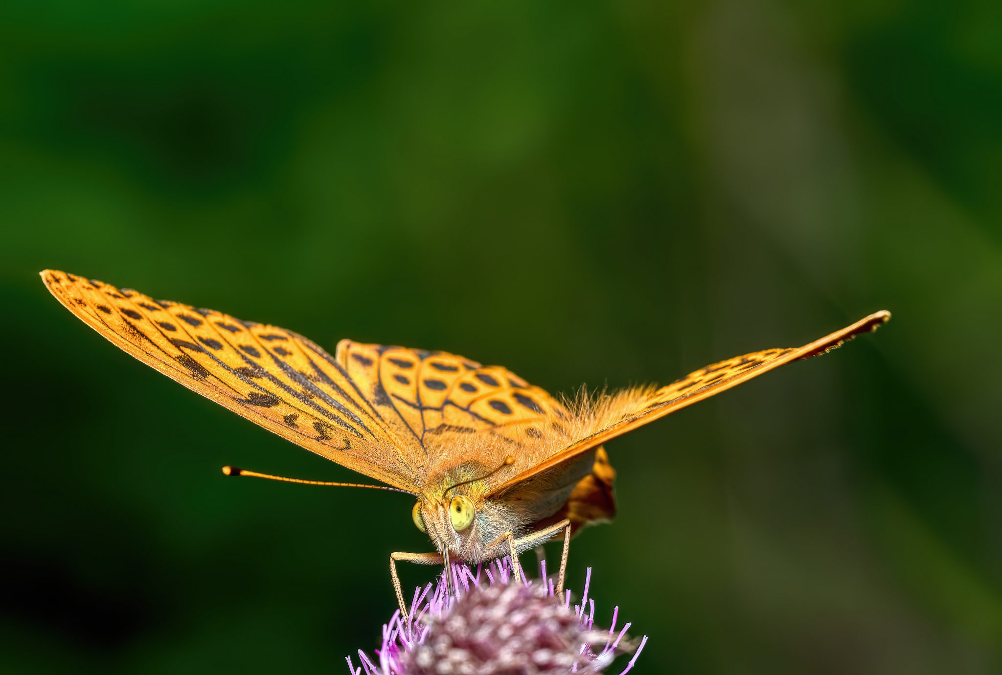 30 Beautiful Facts About Butterflies: Nature's Artistic Wonders - Facts.net