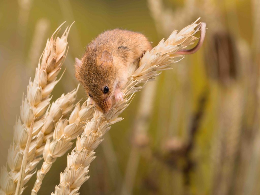 18 Mouse Facts: Small But Mighty Mammals - Facts.net