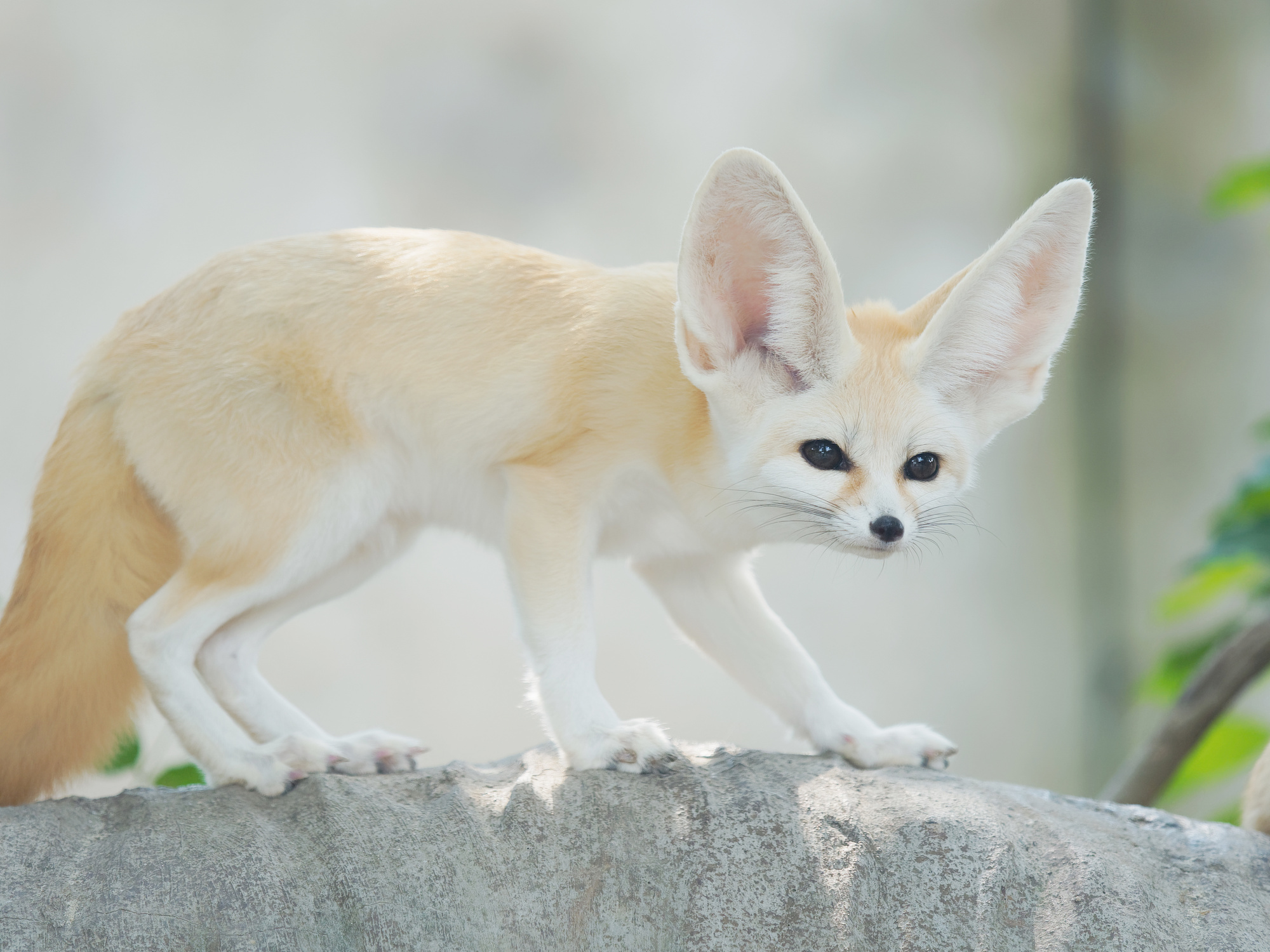 Fennec Fox Habitat