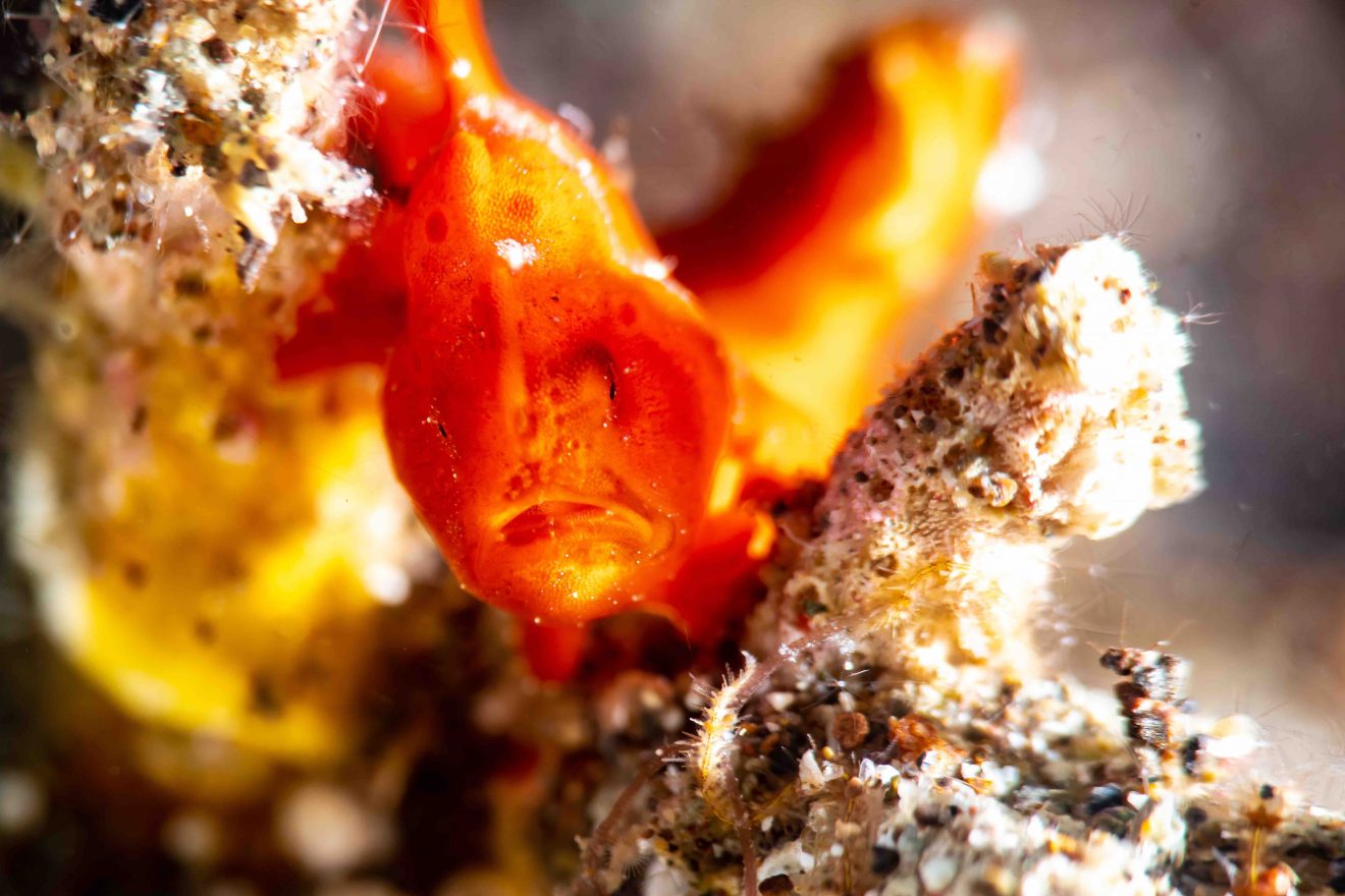 18 True Facts About Frog Fish: The Masters of Camouflage - Facts.net