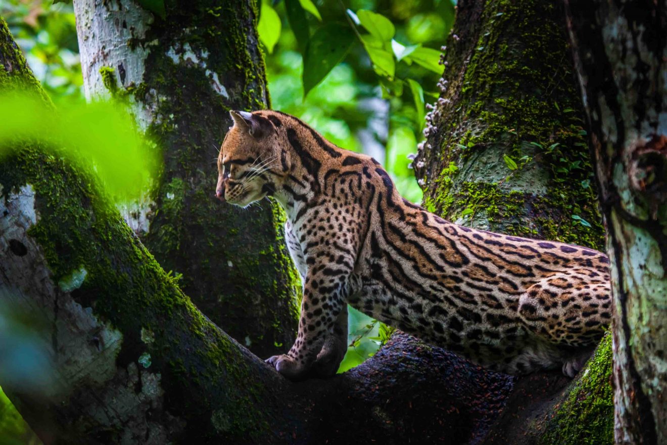 18 Fun Facts About Ocelets The Elusive Wild Cats - Facts.net