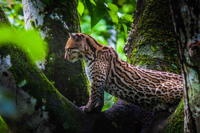 18 Fun Facts About Ocelets The Elusive Wild Cats - Facts.net