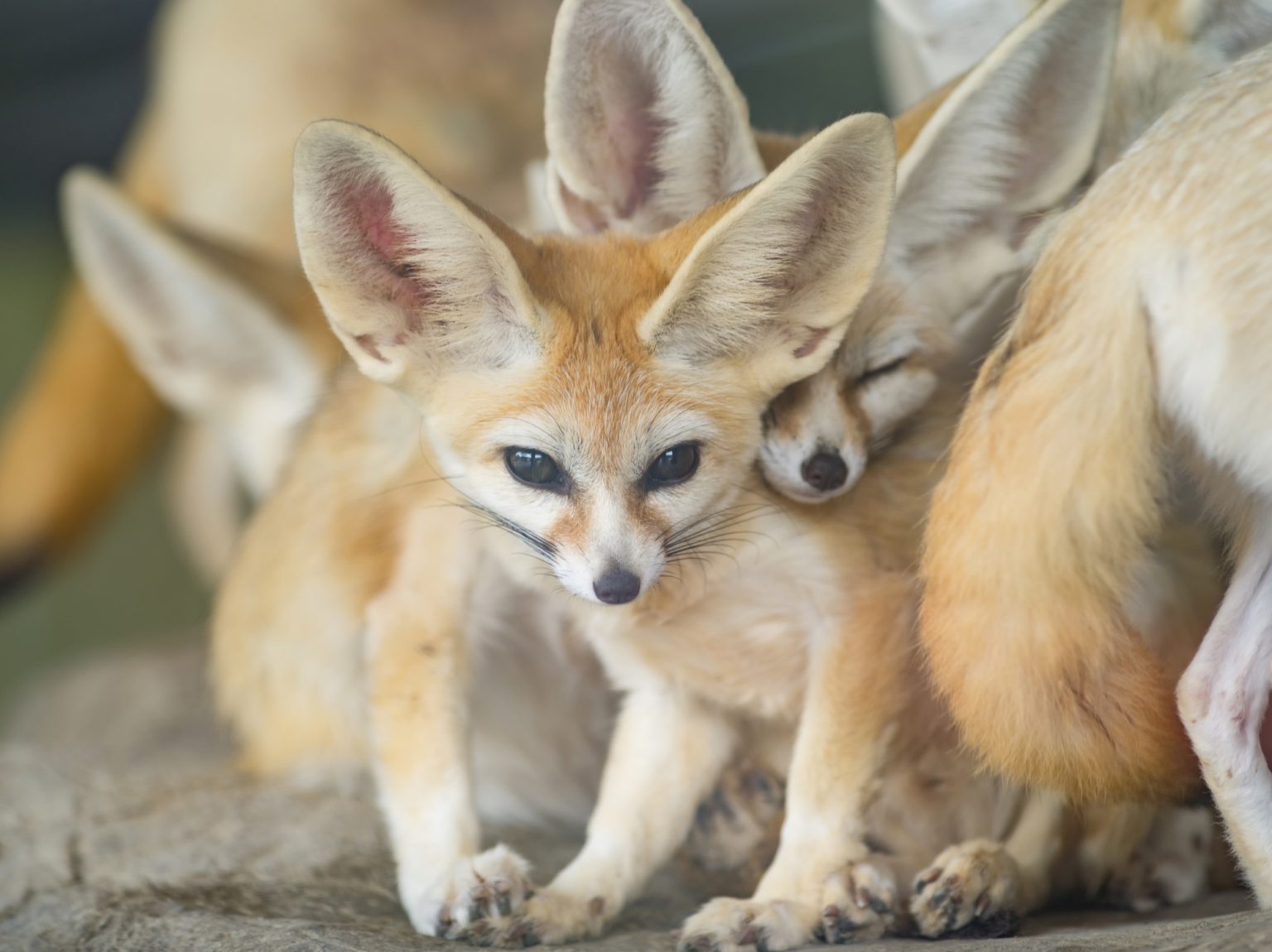 15 Fennec Fox Facts For Kids: Explore the Enchanting World of Desert ...