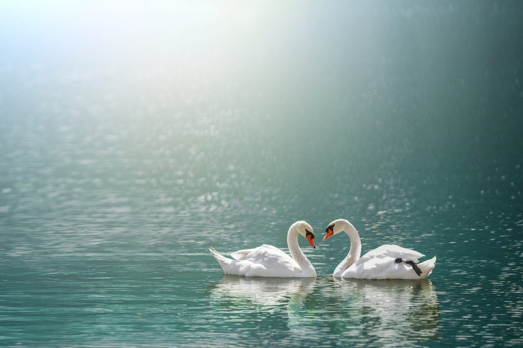 20 Swan Facts of These Majestic Water Birds - Facts.net