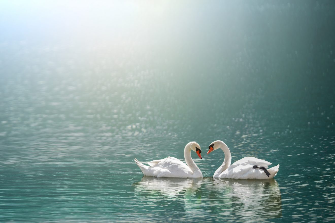 20 Swan Facts of These Majestic Water Birds - Facts.net