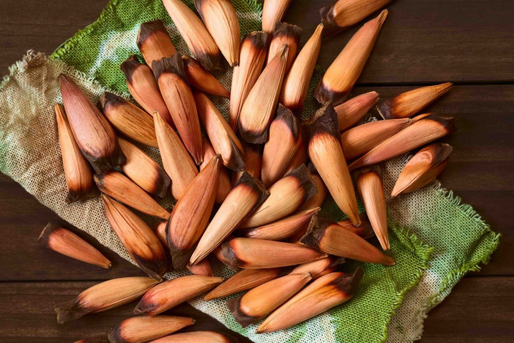 19 Facts About Pine Trees: Importance of Evergreen Conifers - Facts.net