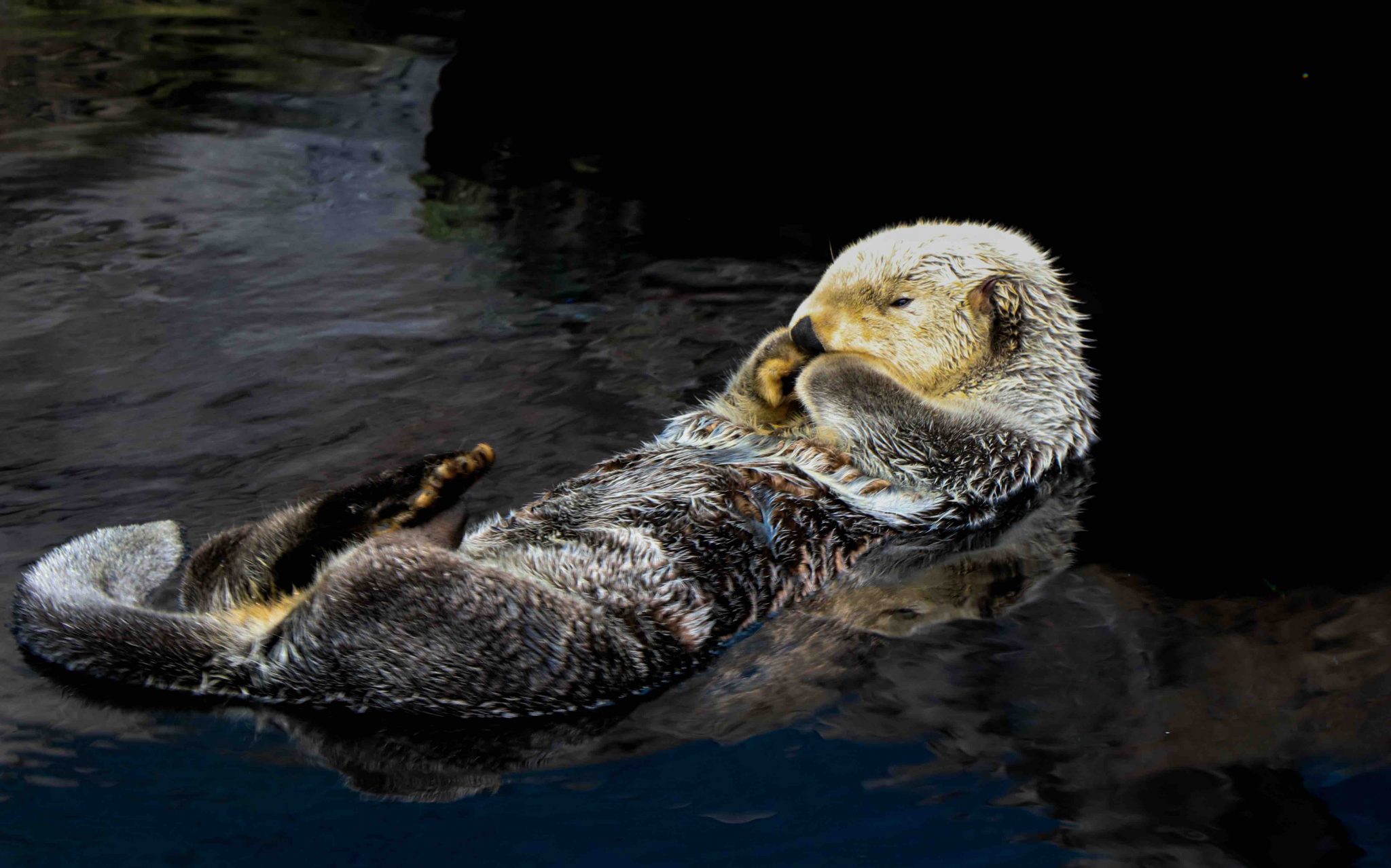 11 Sea Otter Facts For Kids Too Adorable To Miss - Facts.net