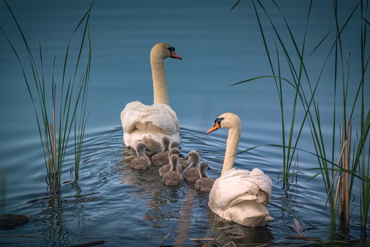 20 Swan Facts of These Majestic Water Birds - Facts.net