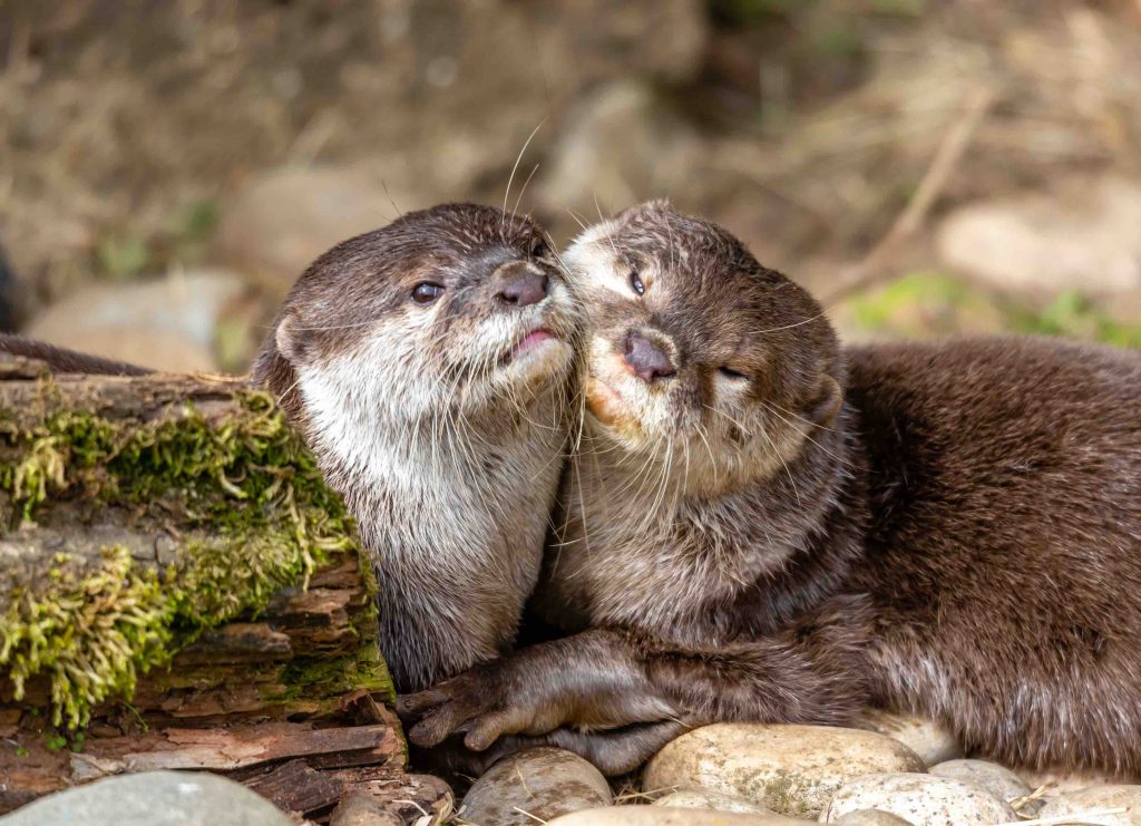 11 Sea Otter Facts For Kids Too Adorable To Miss - Facts.net