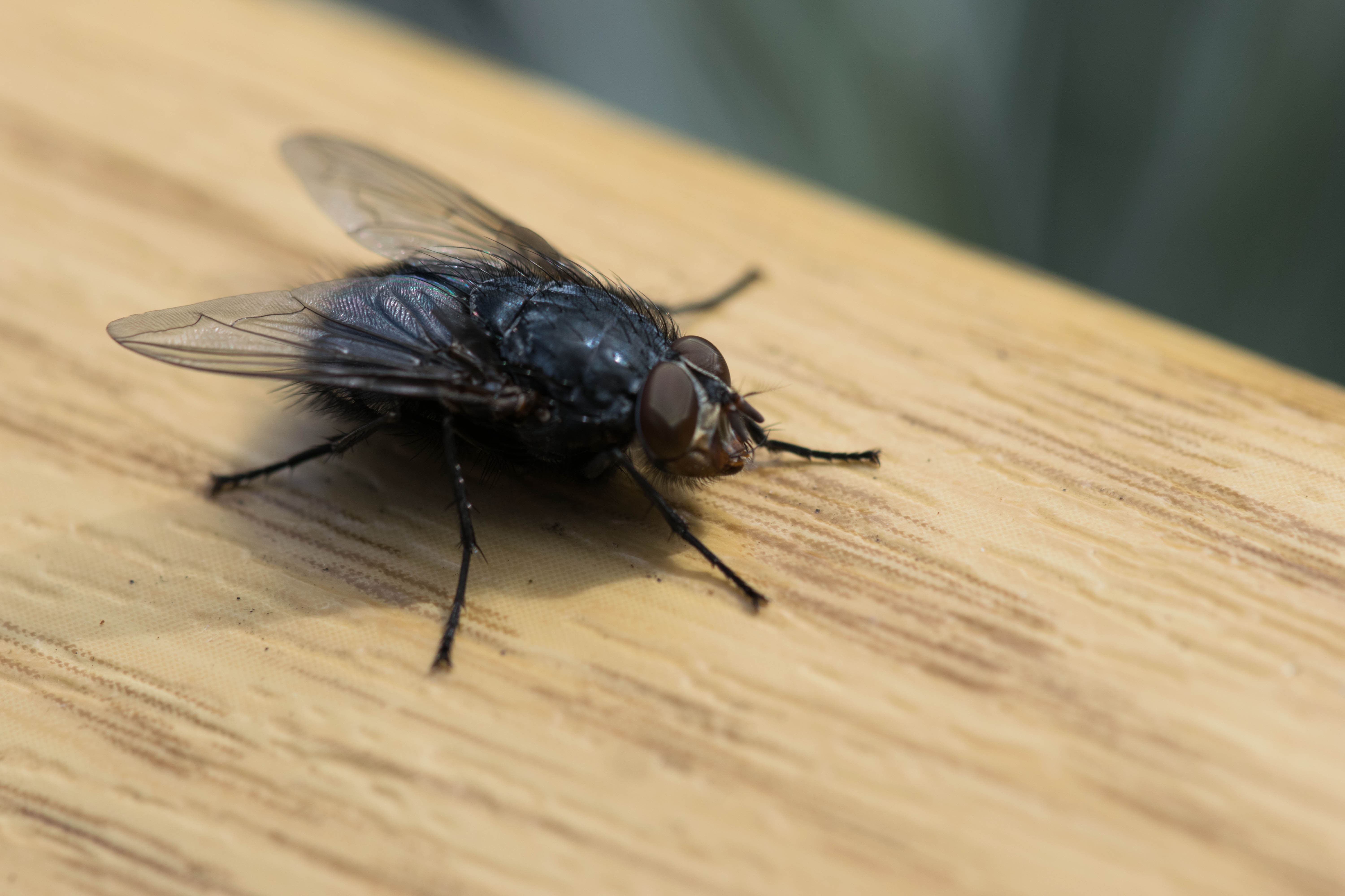 15 Facts About Flies Facts 15 Facts About Flies Facts