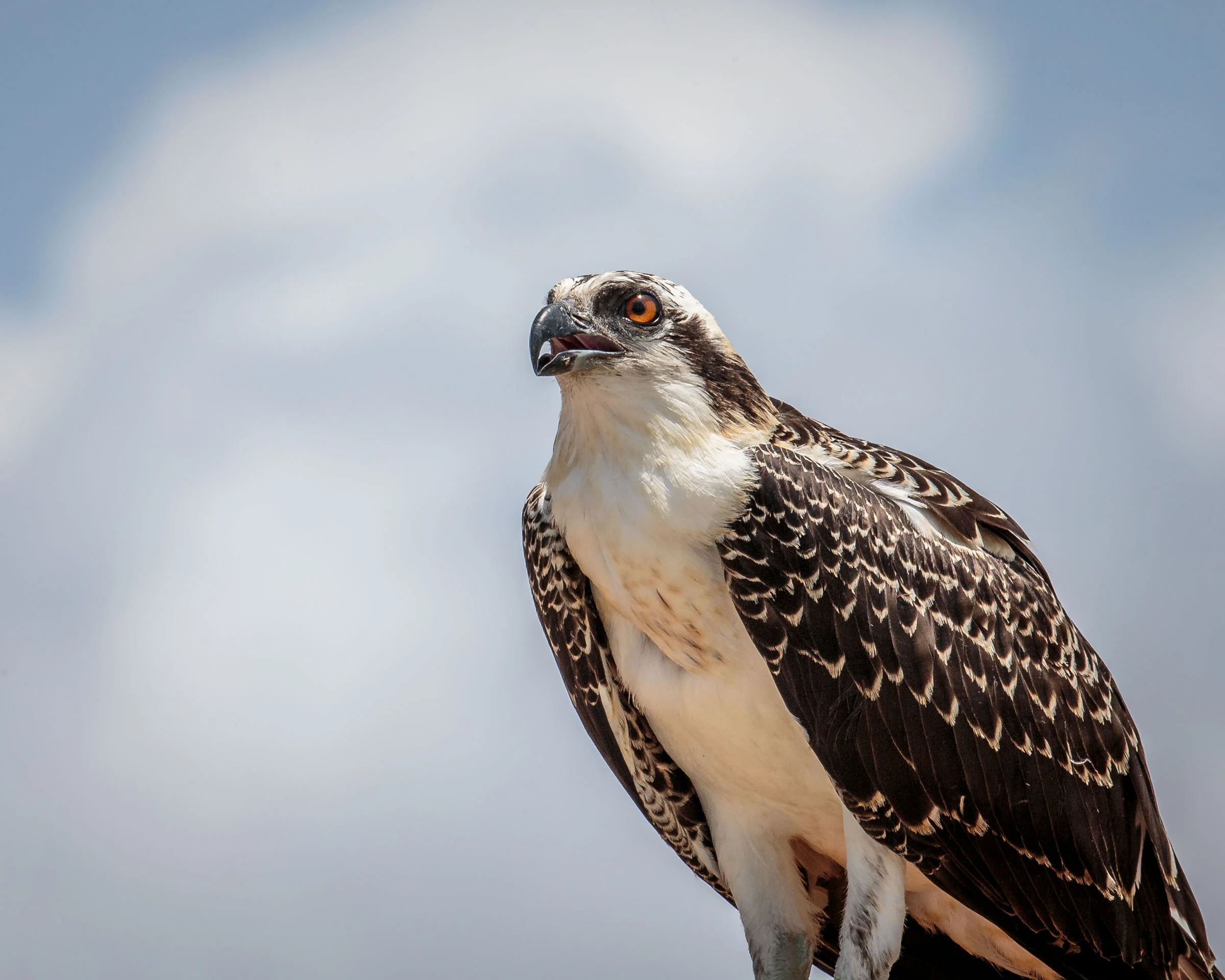 15 Facts About Osprey Facts 15 Facts About Osprey Facts