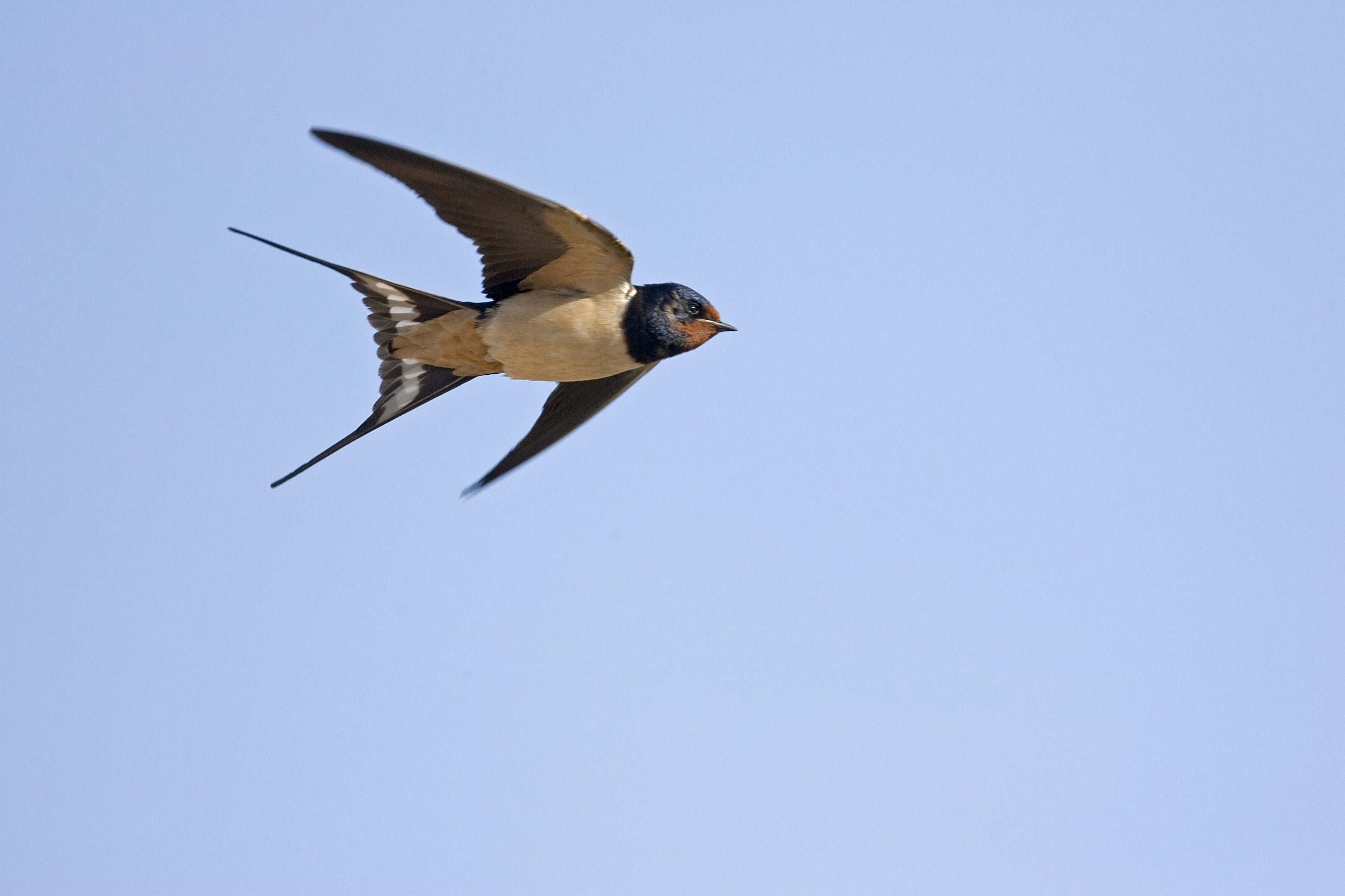 18 Facts About Swallow Facts 18 Facts About Swallow Facts