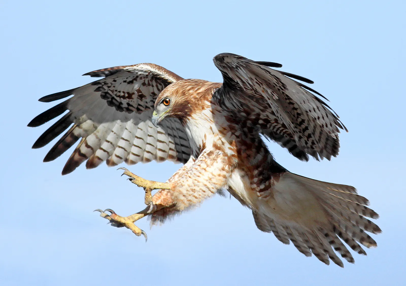 19 Facts About Hawks Facts 19 Facts About Hawks Facts