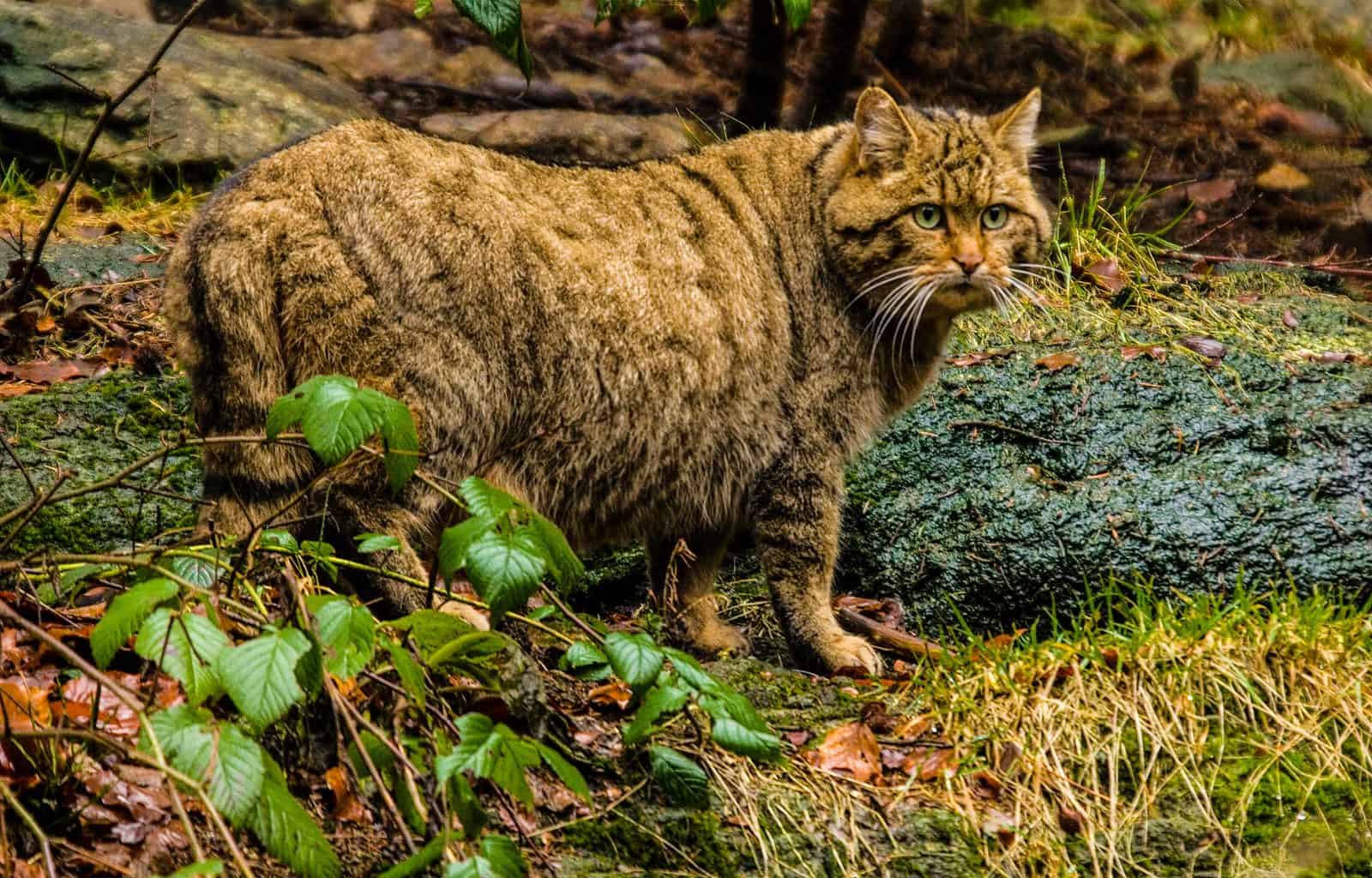 19 Facts About Wildcat Facts