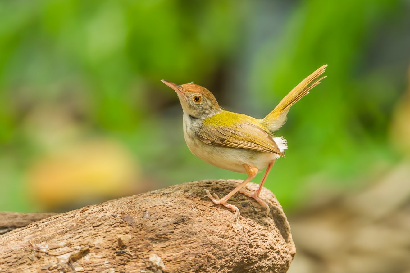 19 Tailorbird Facts: Unveiling the Wonders of Nature's Ingenious ...