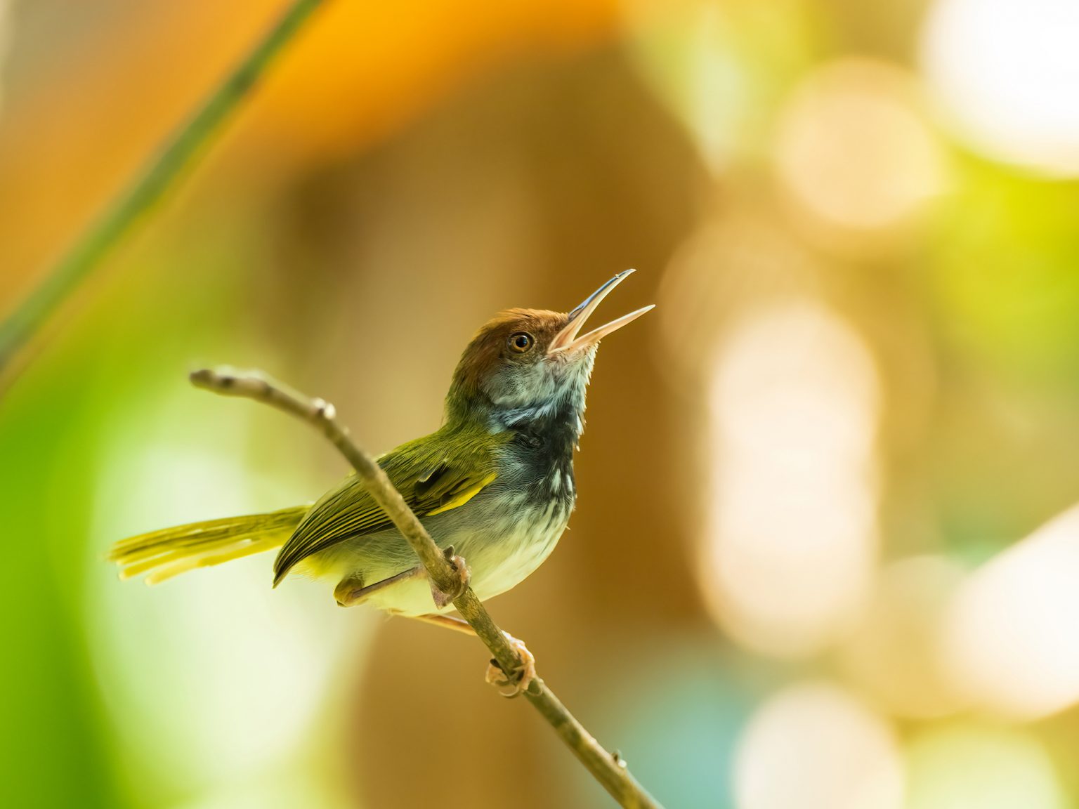 19 Tailorbird Facts: Unveiling the Wonders of Nature's Ingenious Stitcher - Facts.net