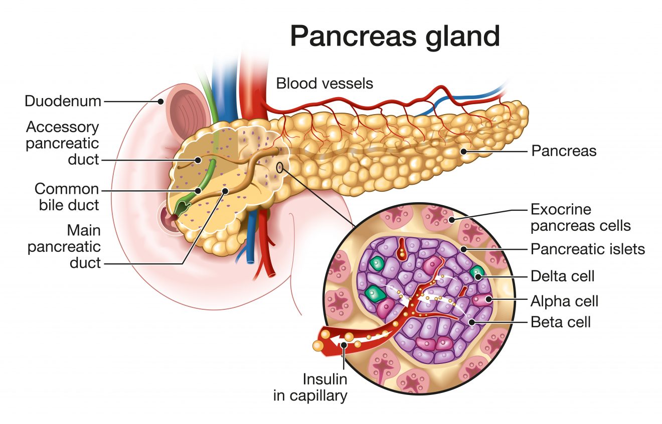 14 Facts You Should Know About the Pancreas - Facts.net