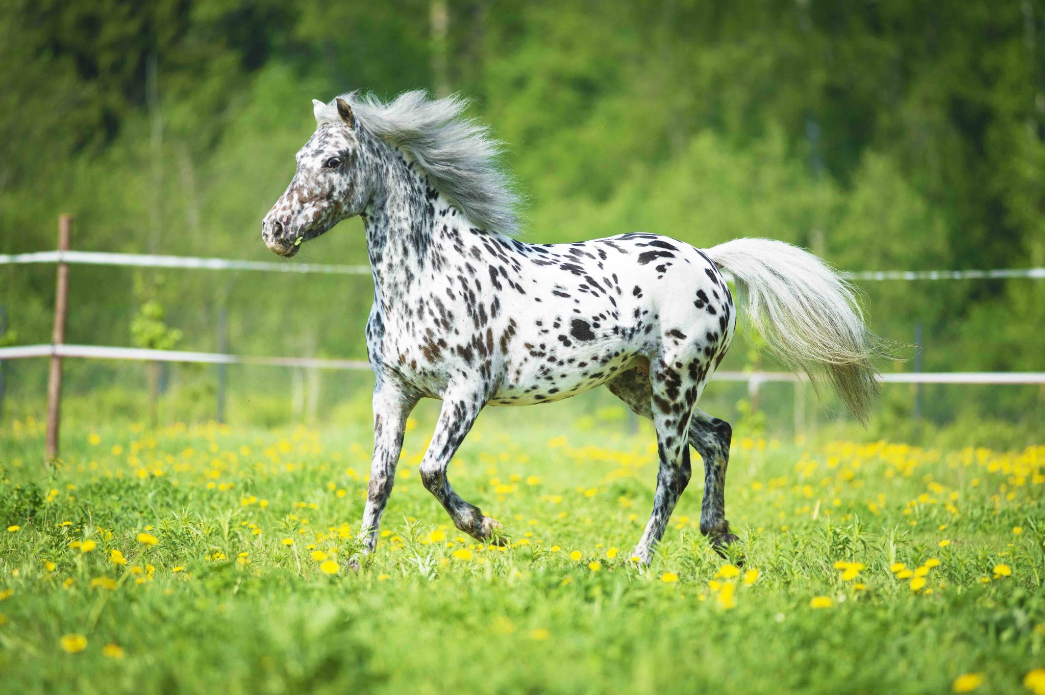 20 Appaloosa Facts: Insights into this Beautiful Horse Breed - Facts.net