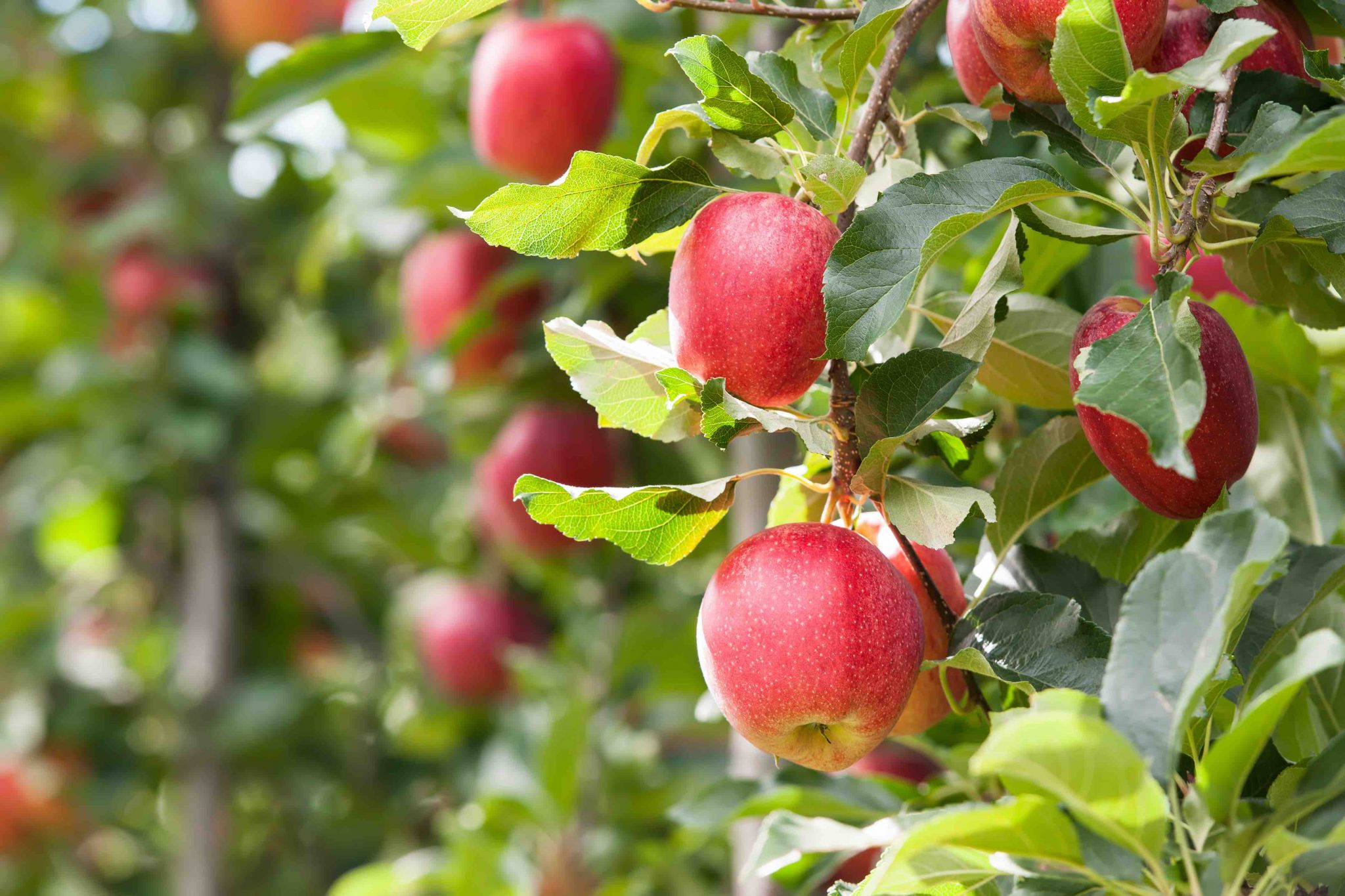 15 Gala Apple Nutrition Facts - Facts.net