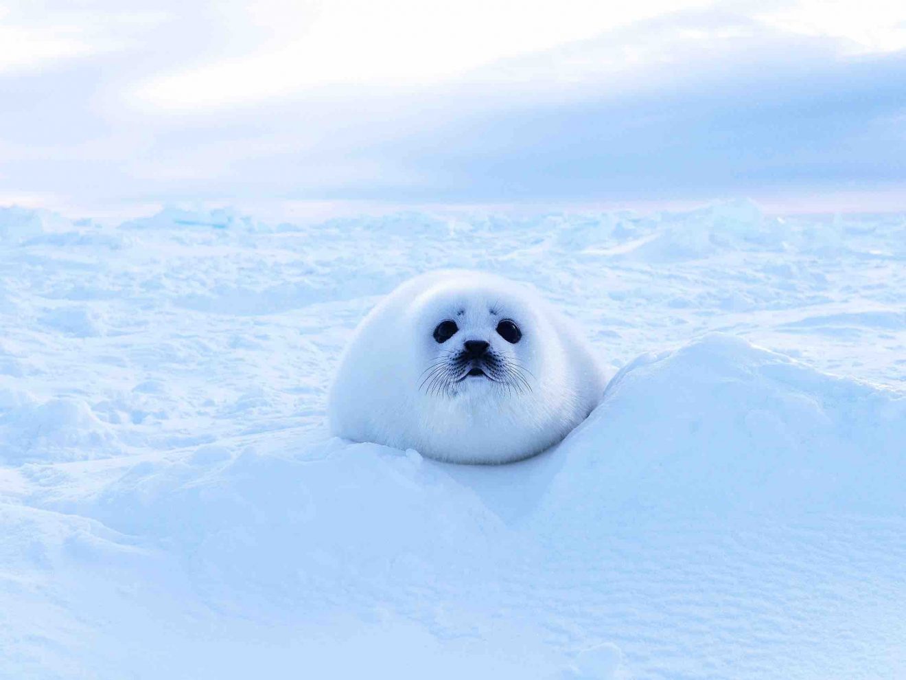 10 Harp Seal Facts for Kids - Facts.net