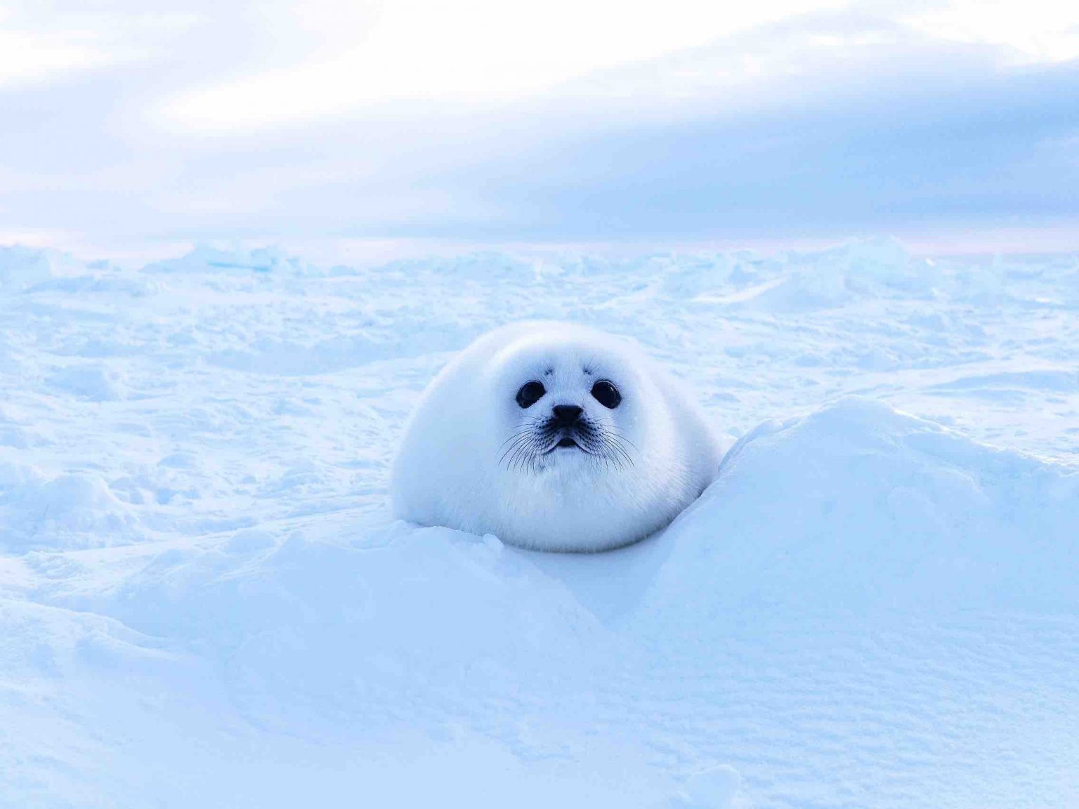 10 Harp Seal Facts for Kids - Facts.net