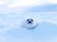 10 Harp Seal Facts for Kids - Facts.net